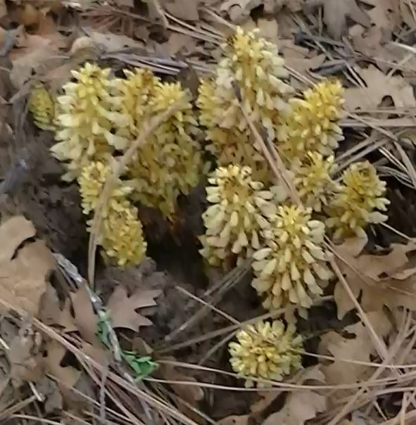 Sword Of Survival: Bear Corn Survival Food