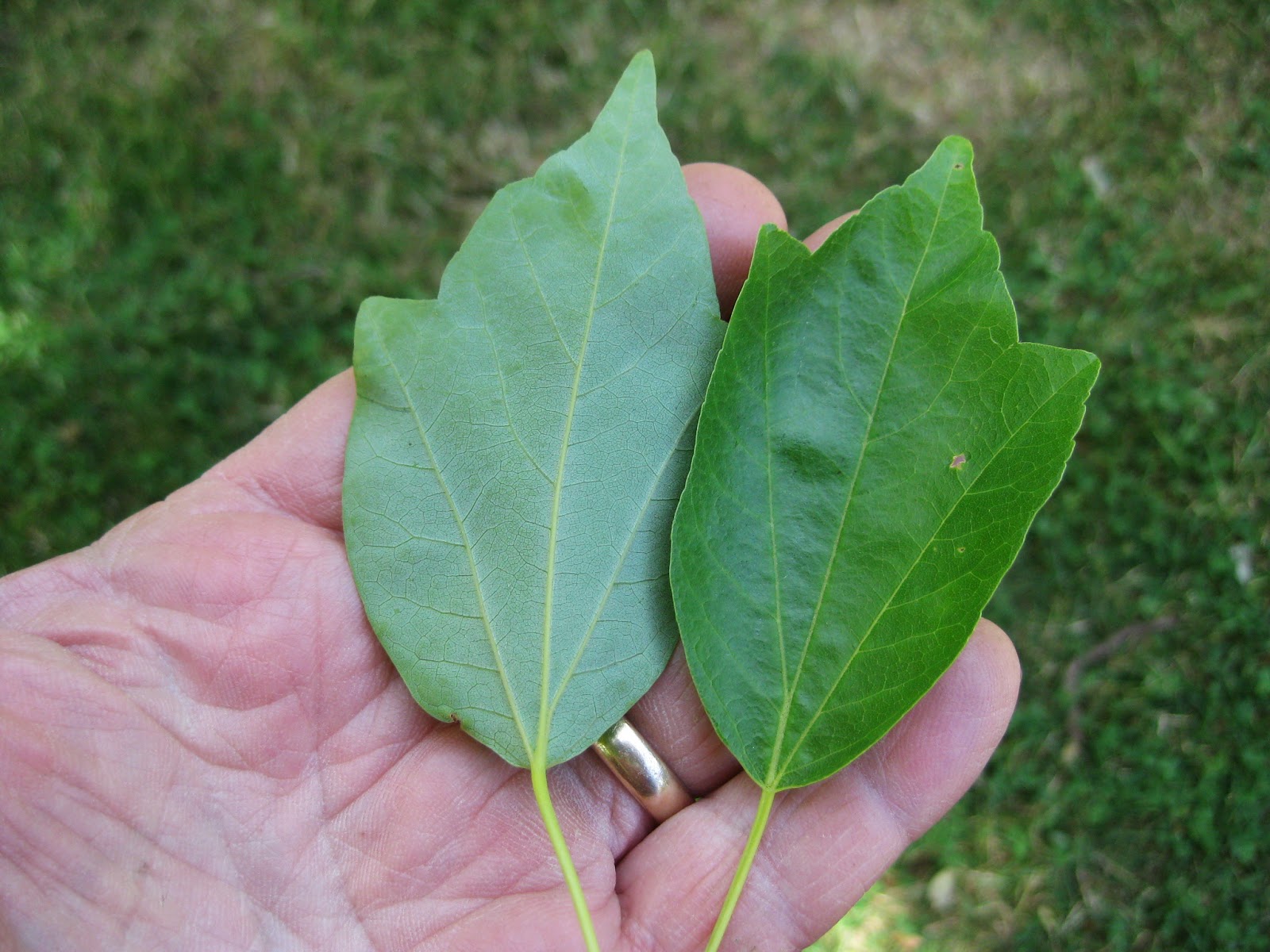 Trees of Santa Cruz County: Acer buergerianum - Trident Maple