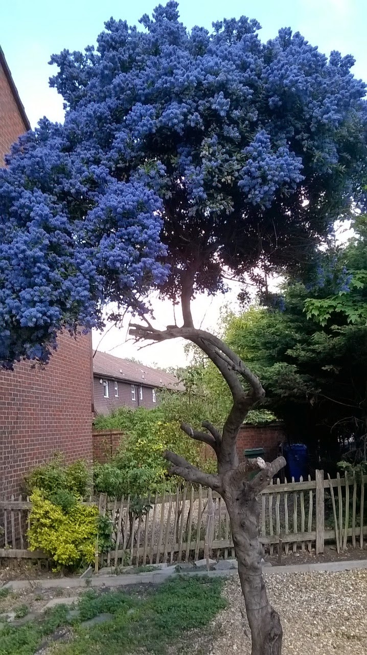 DESDE LA TRINCHERA EQUIVOCADA: Árbol azul