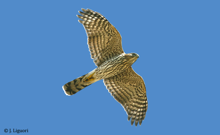 Raptor Identification and Photography: Aberrant Plumaged Raptors