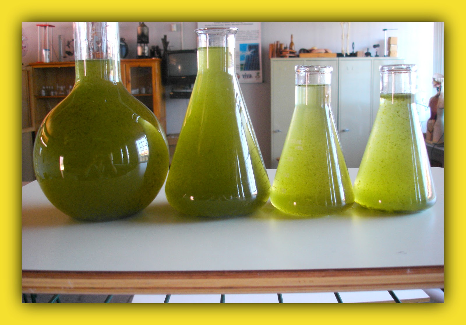 Cultivo de Microalgas em Fotobiorreatores: Sempre uma Estrela... Nossas ...