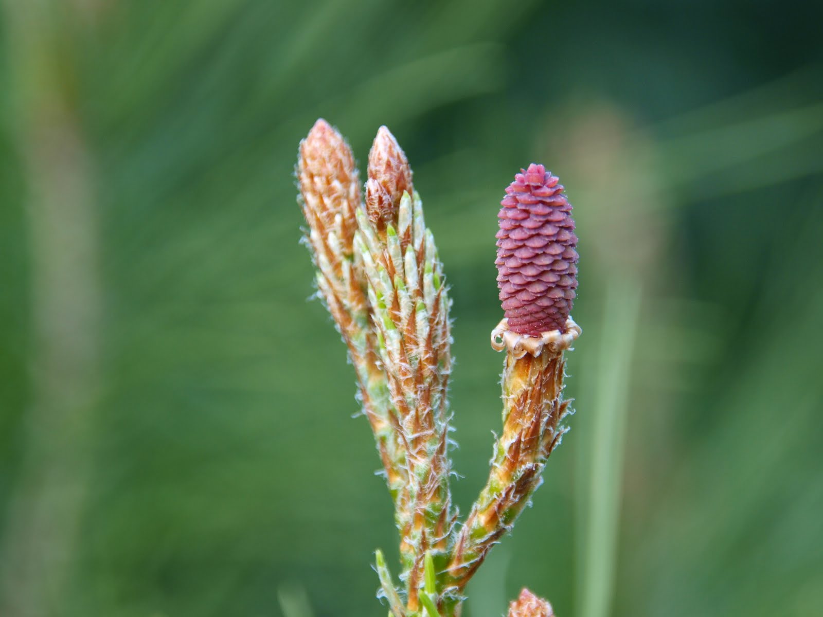 Piedra: Flores de pino