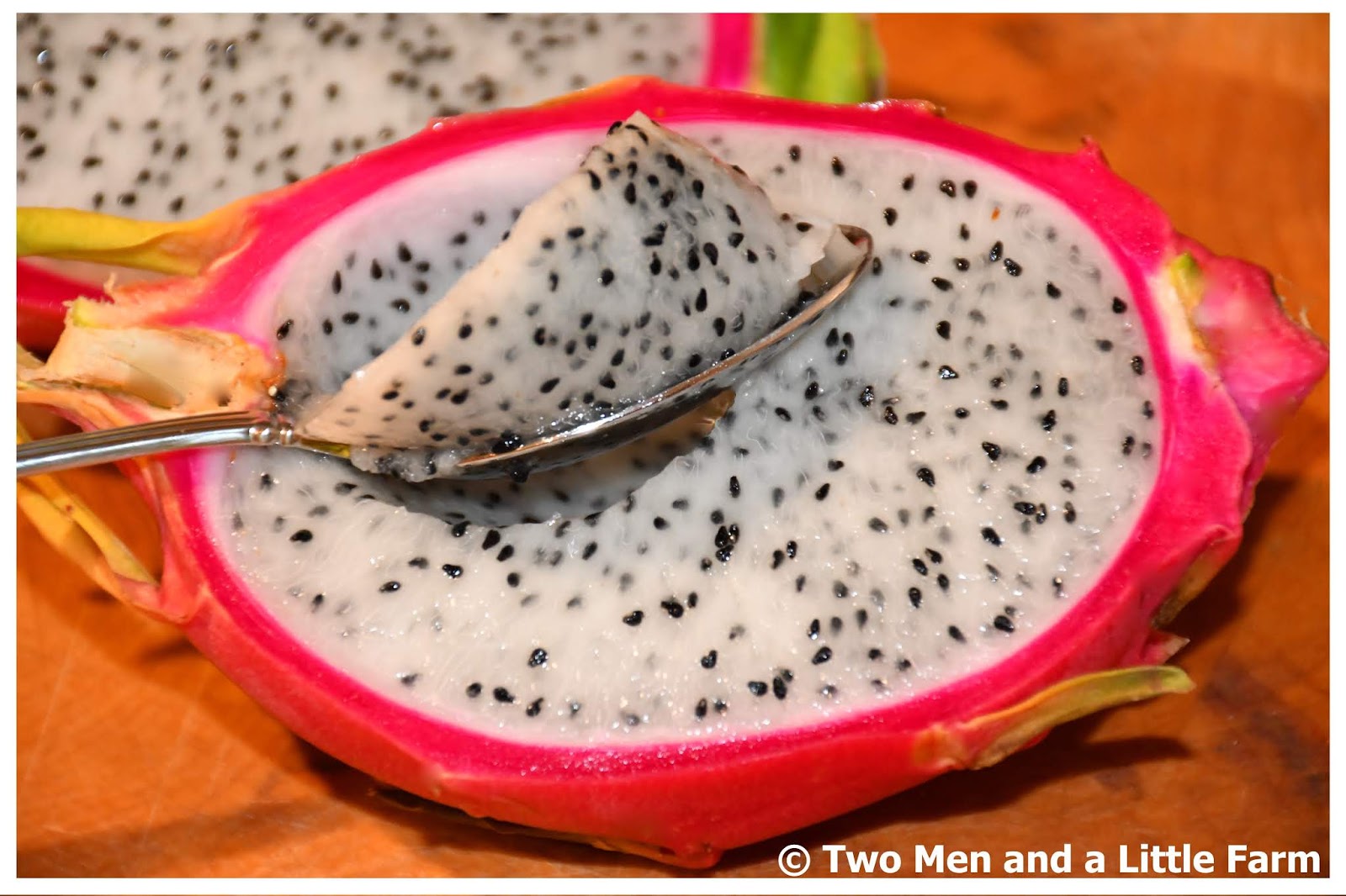 Two Men and a Little Farm: DRAGONFRUIT TASTE TEST