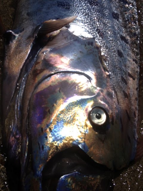 Baja Anglers: Oar fish