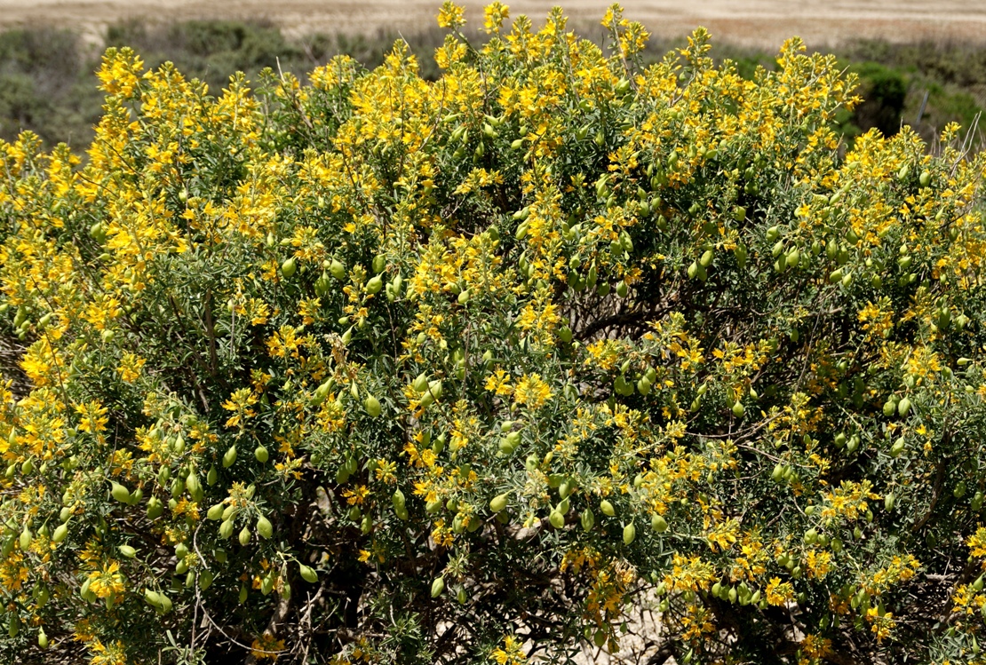 A photo, A thought............: Plant: Bladderpod..