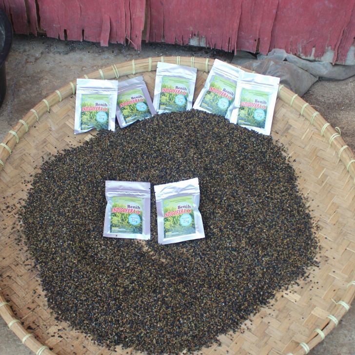 legum Indigofera Sp - Elinotes - Review By Eli Setiawan