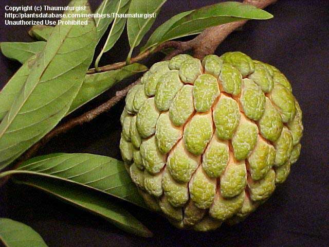 Manfaat Buah Nona