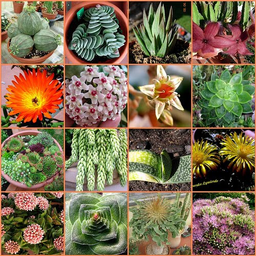 Reino de las plantas