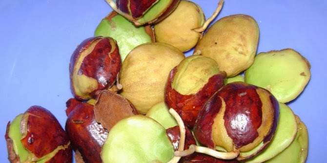 Khasiat Jengkol Dan Pete ~ SEPUTAR KESEHATAN