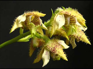 19 Jenis Bunga Anggrek yang Ada di Indonesia - Toko Bunga di Lamongan ...