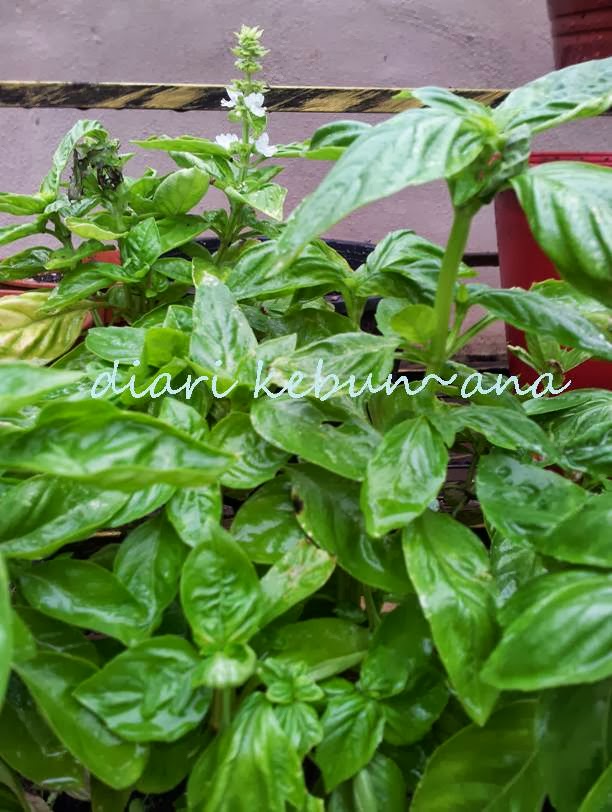 diari kebun~@na: Tuaian sambal belacan