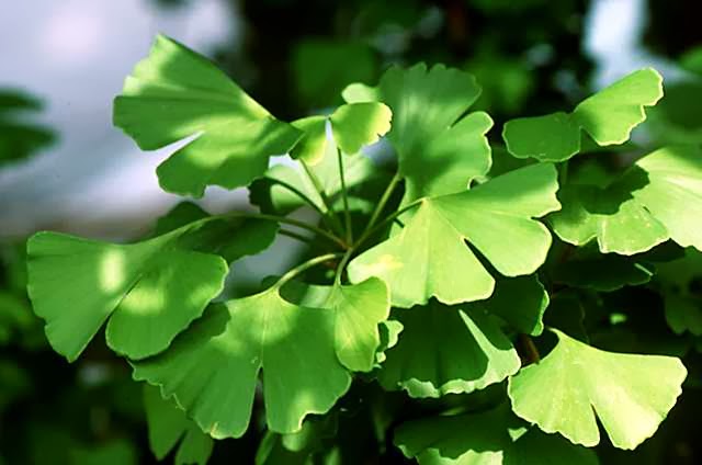 Herbs Guide: Ginko (Ginkgo biloba)