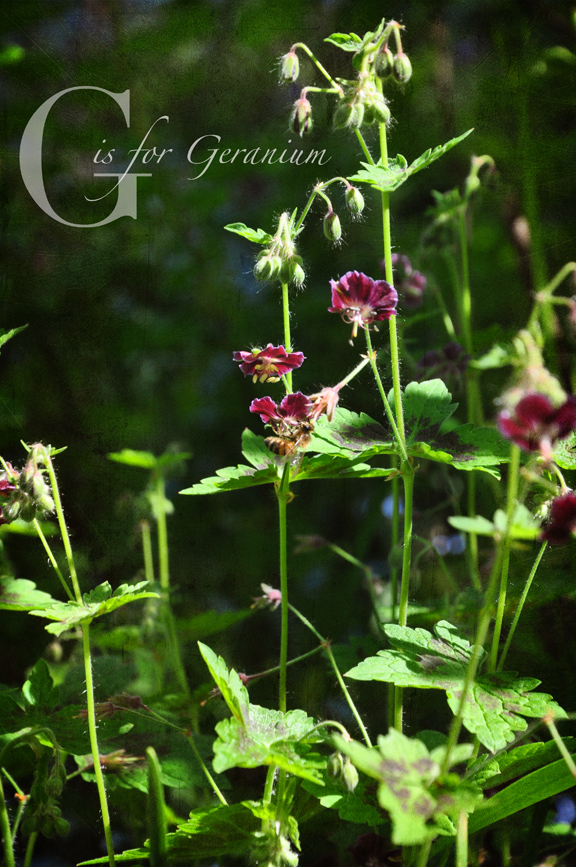 Three Dogs in a Garden: G is for Geranium