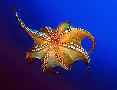 A MAGYAROK TUDÁSA: POLIPOK