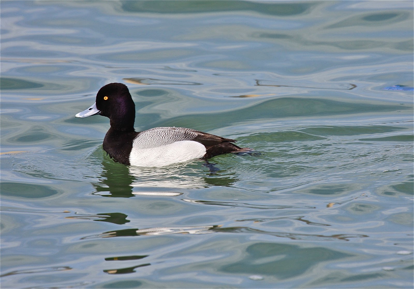 Gale's Photo and Birding Blog: Lesser Scaup Drake
