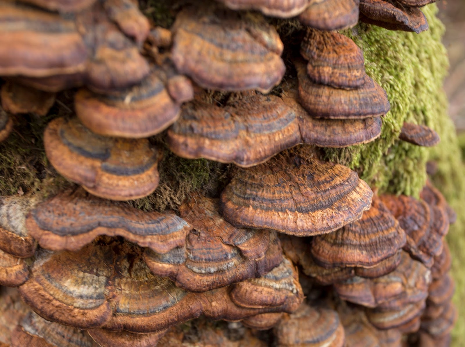 Chipster63 Photography: Tree Shells