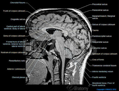 MAGNETIC RESONANCE IMAGING OF BRAIN: MRI BRAIN