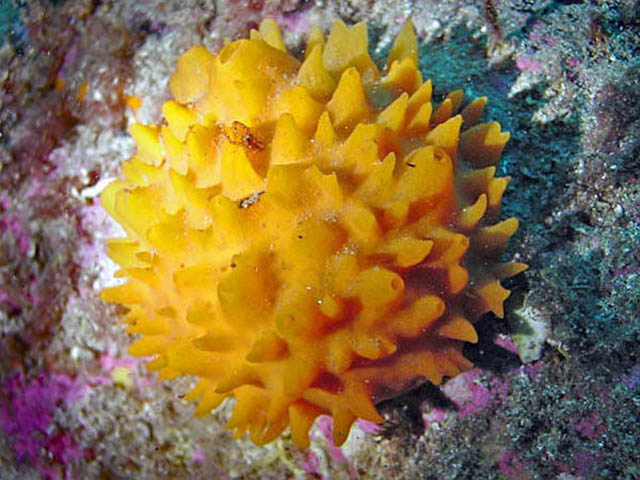 Hewan Spons, Porifera - Salty Light