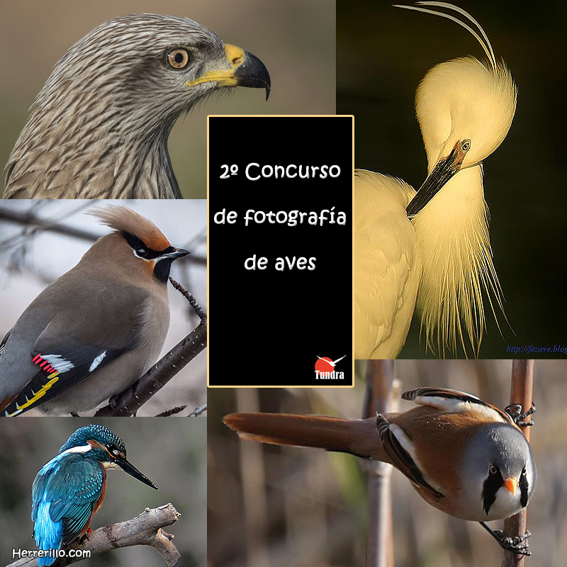 Birding Catalunya: Concurs de fotografia d'ocells