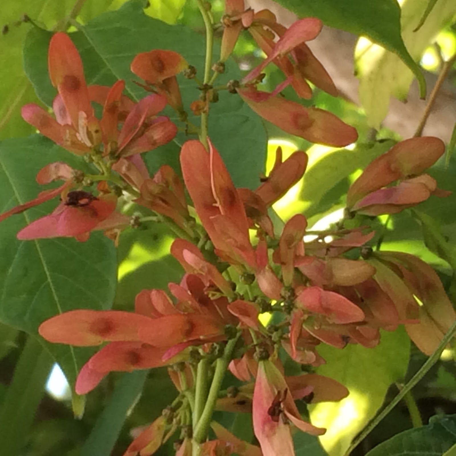 Friends of Carmel Forest Tree Tour with Dr. Matt Ritter 2016 - Carmel ...