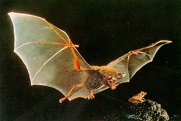 REINO ANIMAL: INSECTIVOROS