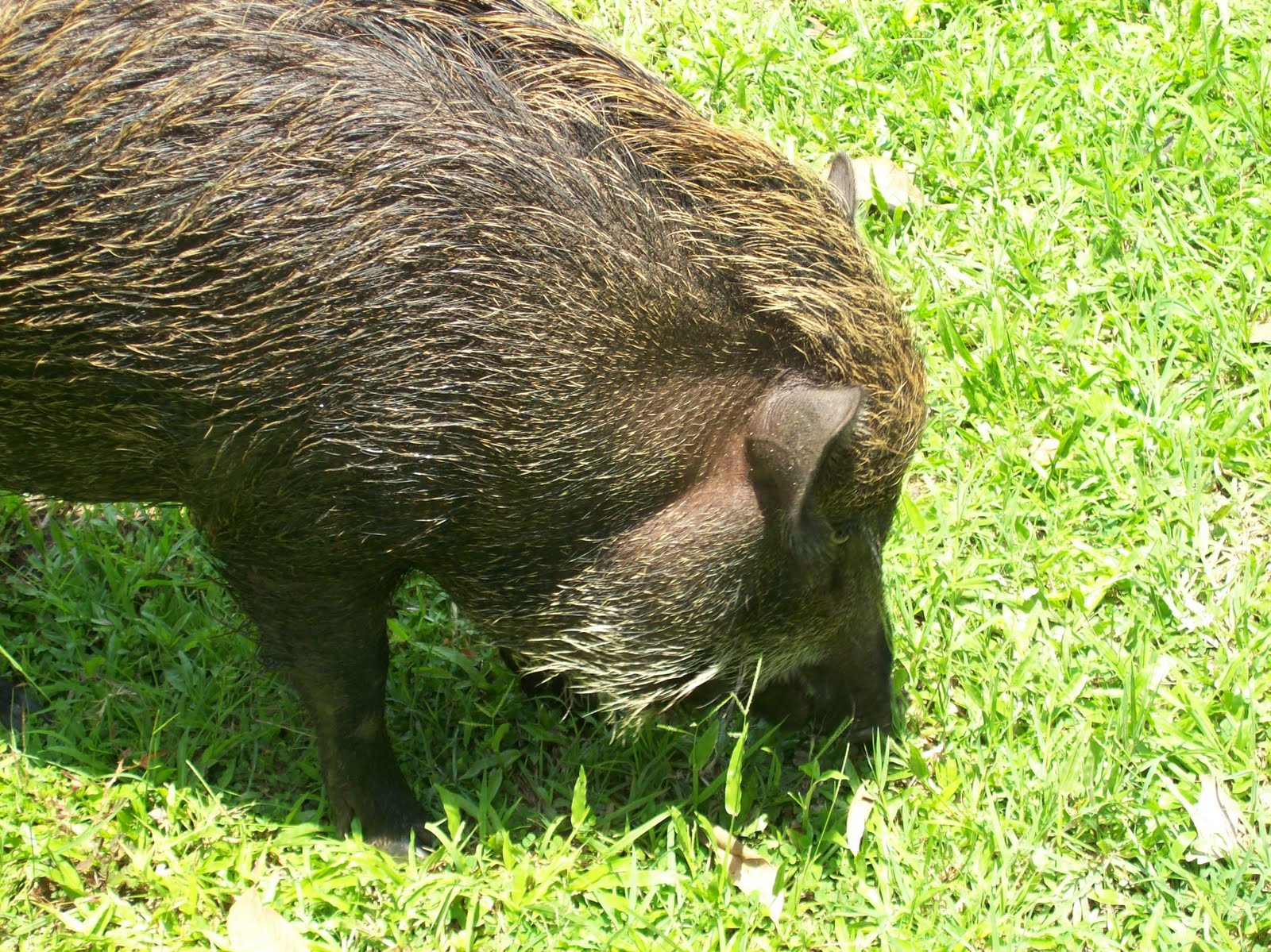 One Voice for Animals: Moving Sanctuary- 50 animals need new homes built.