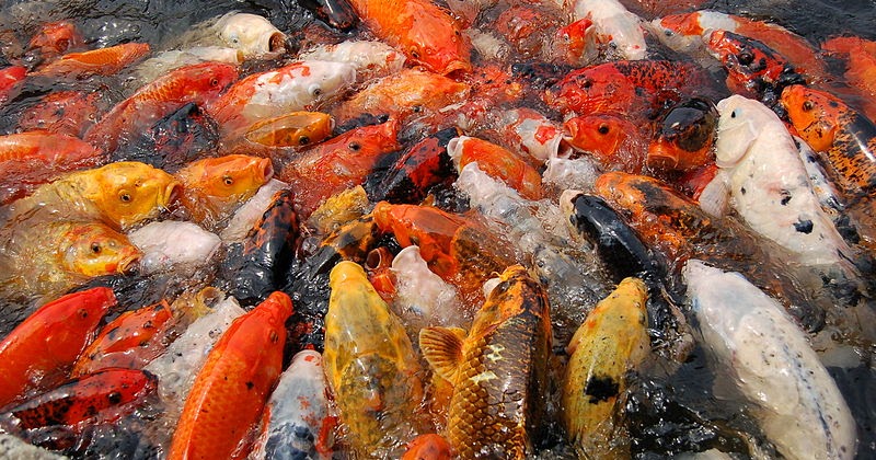 WHAT CAUSES POND WATER PROBLEMS AND HOW TO AVOID THEM |The Garden of Eaden