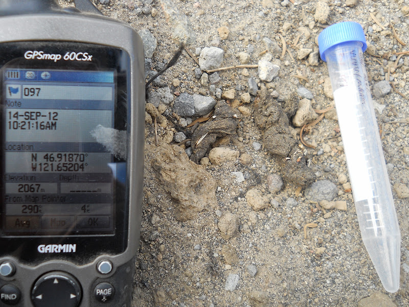 Cascades Carnivore Project: What does Cascade red fox scat look like ...