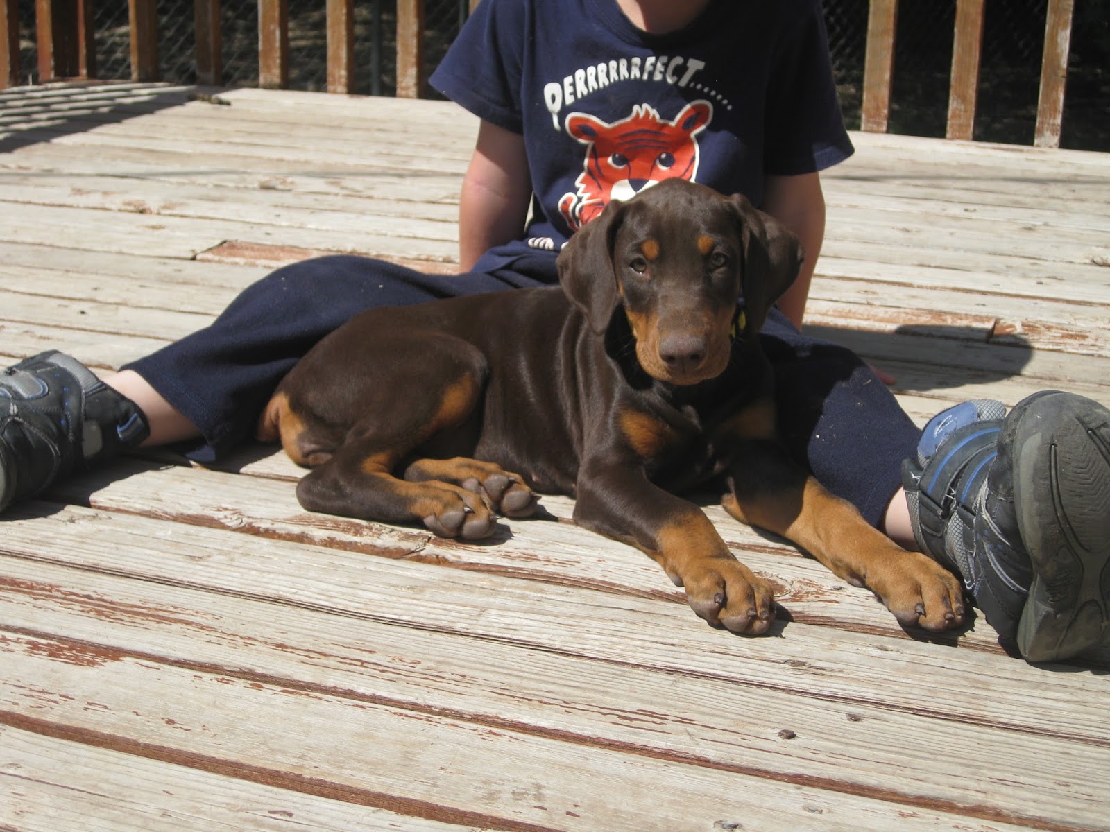Dobermans in a Family Setting: August 2015