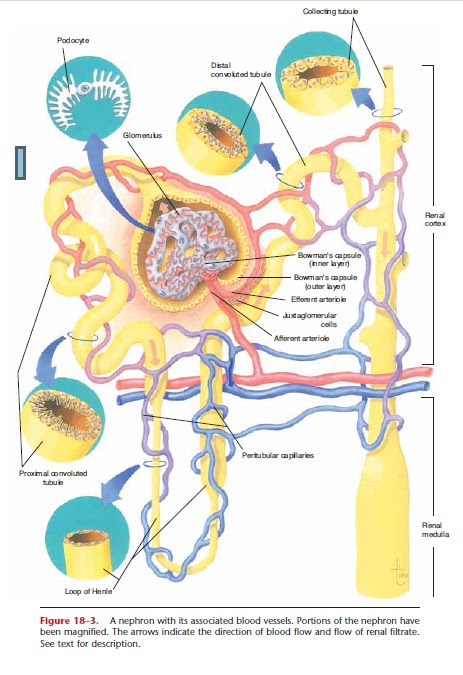 WARNET VAST RAHA : SISTEM URINARIA