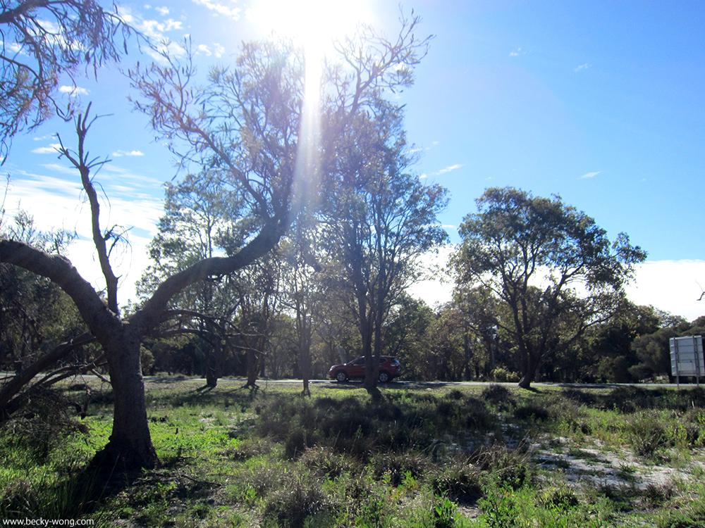 Caversham Wildlife Park @ Perth, Western Australia - Heaven for animal ...