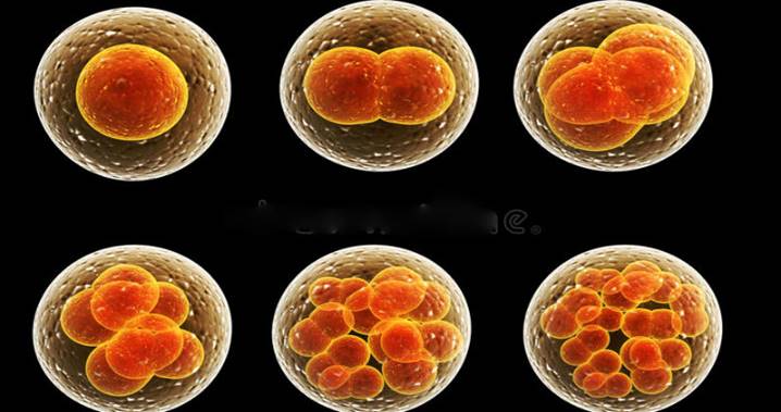 Desarrollo Embrionario y fetal, formación del disco embrionario ...