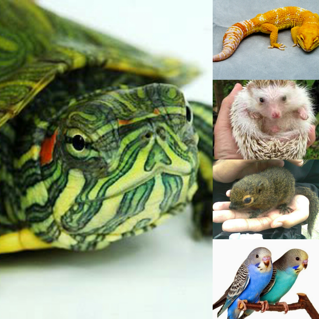 All about Animals: Hewan Yang Mudah Dipelihara