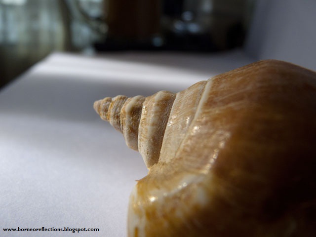 Borneo Reflections: FZ35 Close-Up converter DMW LC55