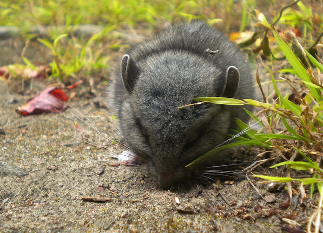 The Malibu Post: The Dusky-Footed Woodrat at Work