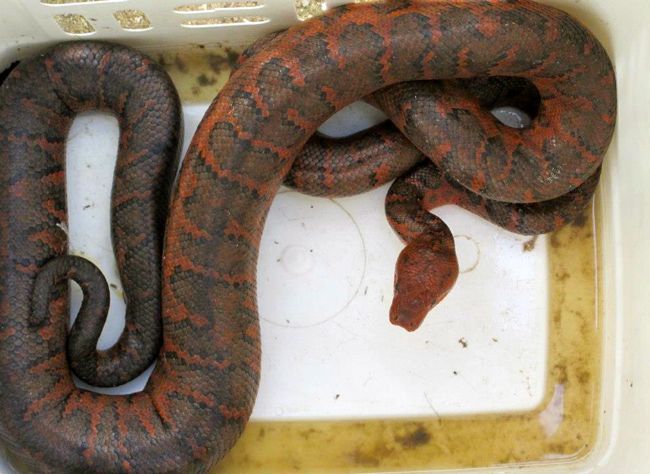 Higuey Live: Encuentra Boa Hispaniola de seis pies de largo en muelle ...