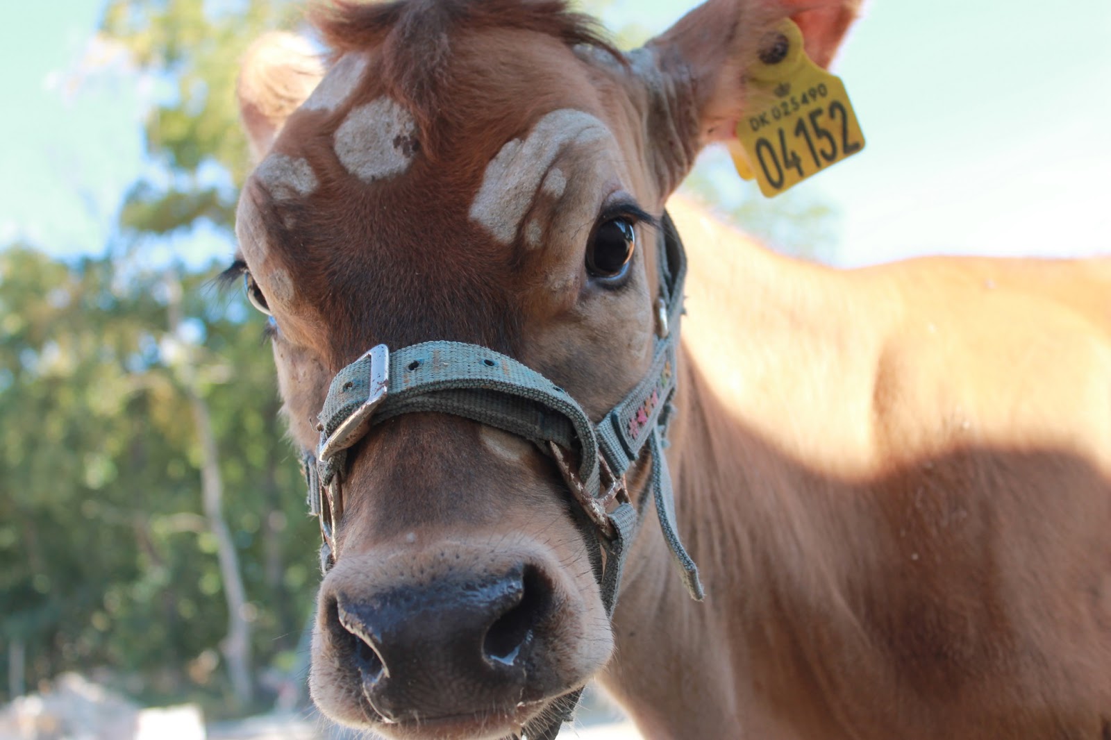 AnimalCare: Kalv, første dag