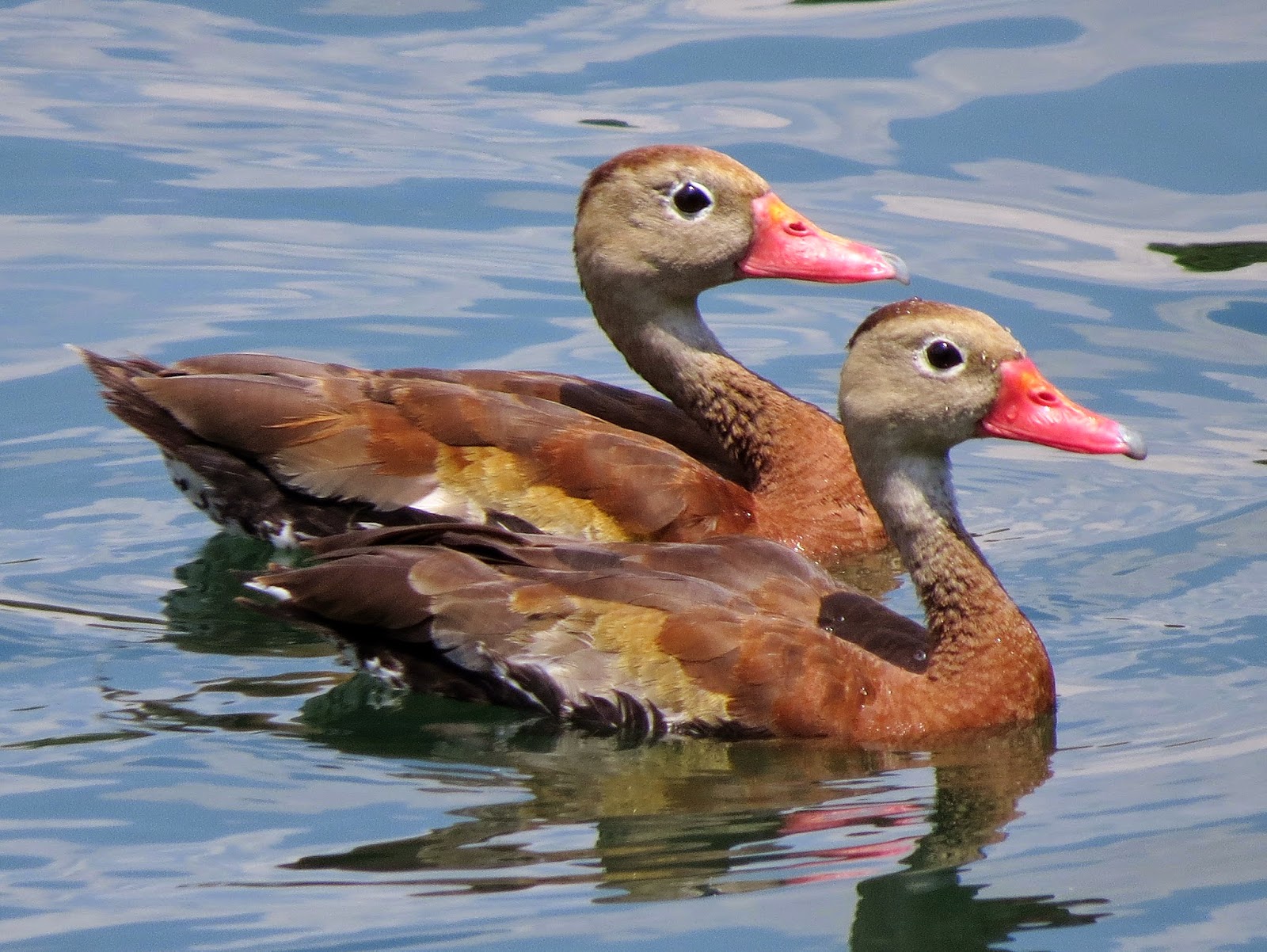 SE Texas Birding & Wildlife Watching: Ducks