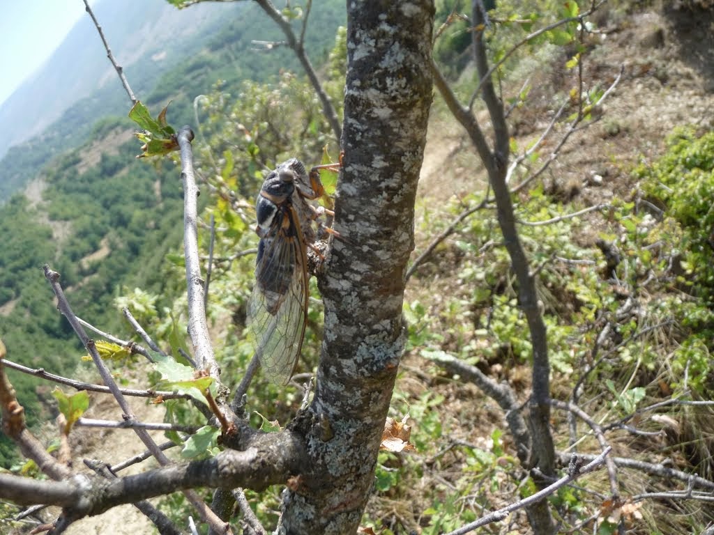 Shkrimtari për fëmijë: October 2014