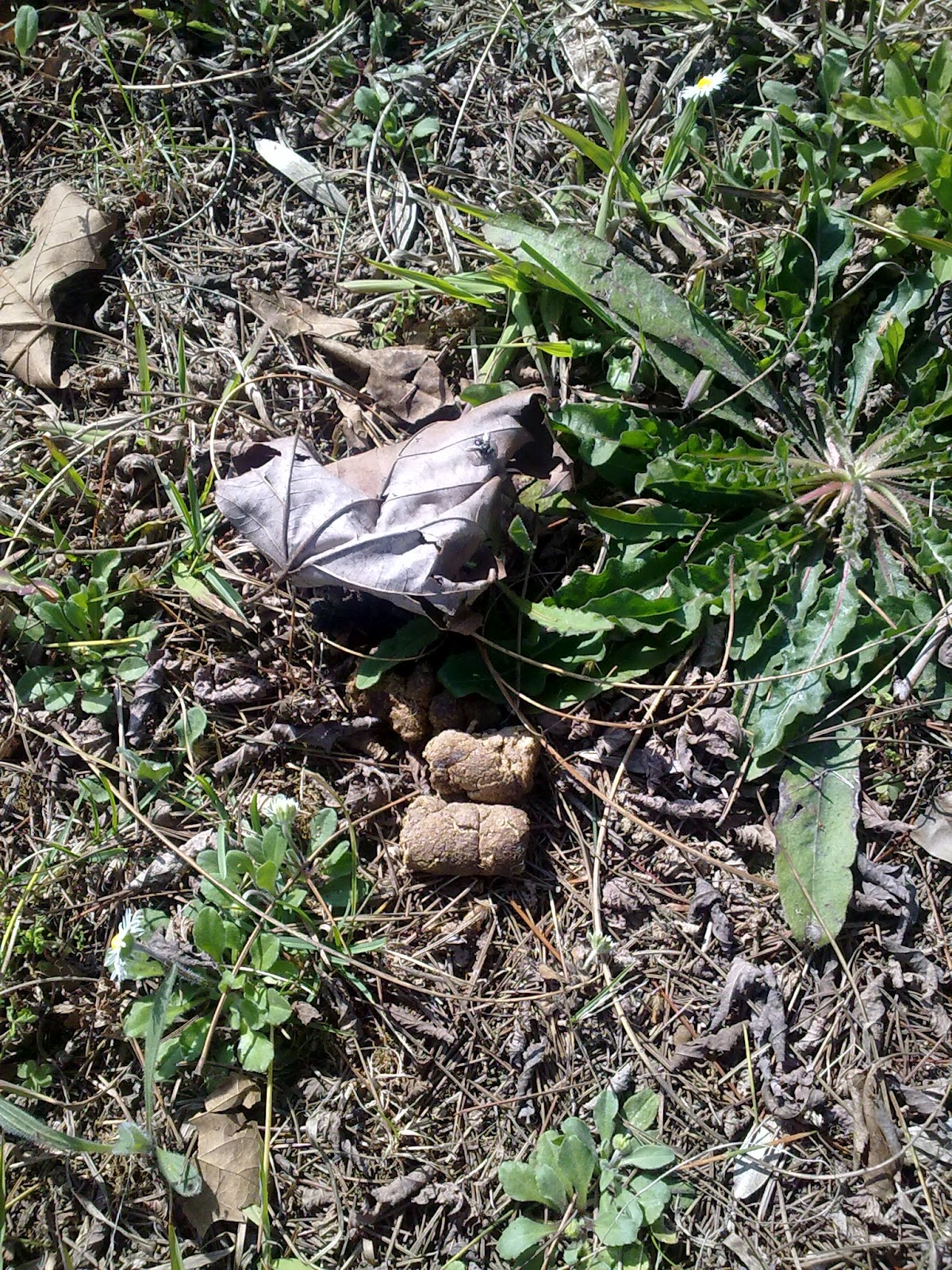 L'ARGANO: UN POST DI MERDA! (E NON E' UN MODO DI DIRE)