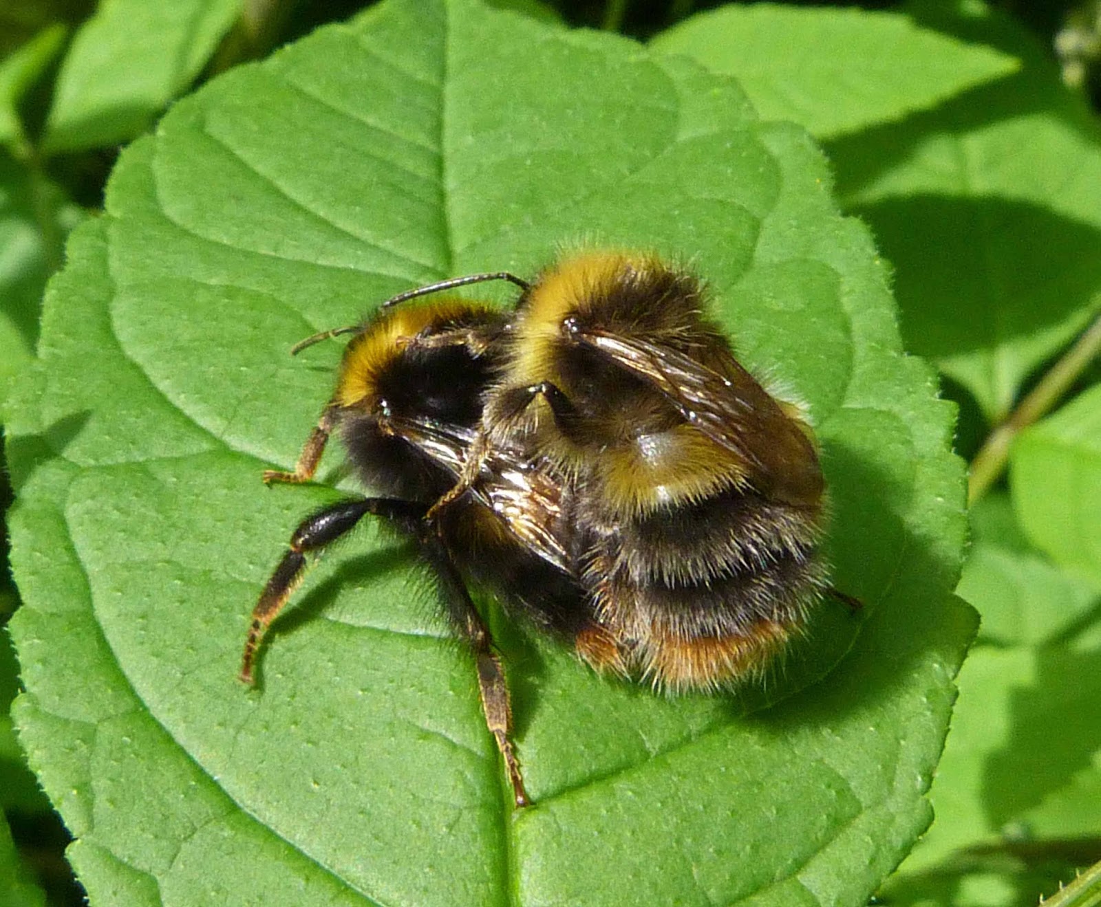 Insects of Scotland: Bees/Wasps/Ichneumons/Sawflies/Ants