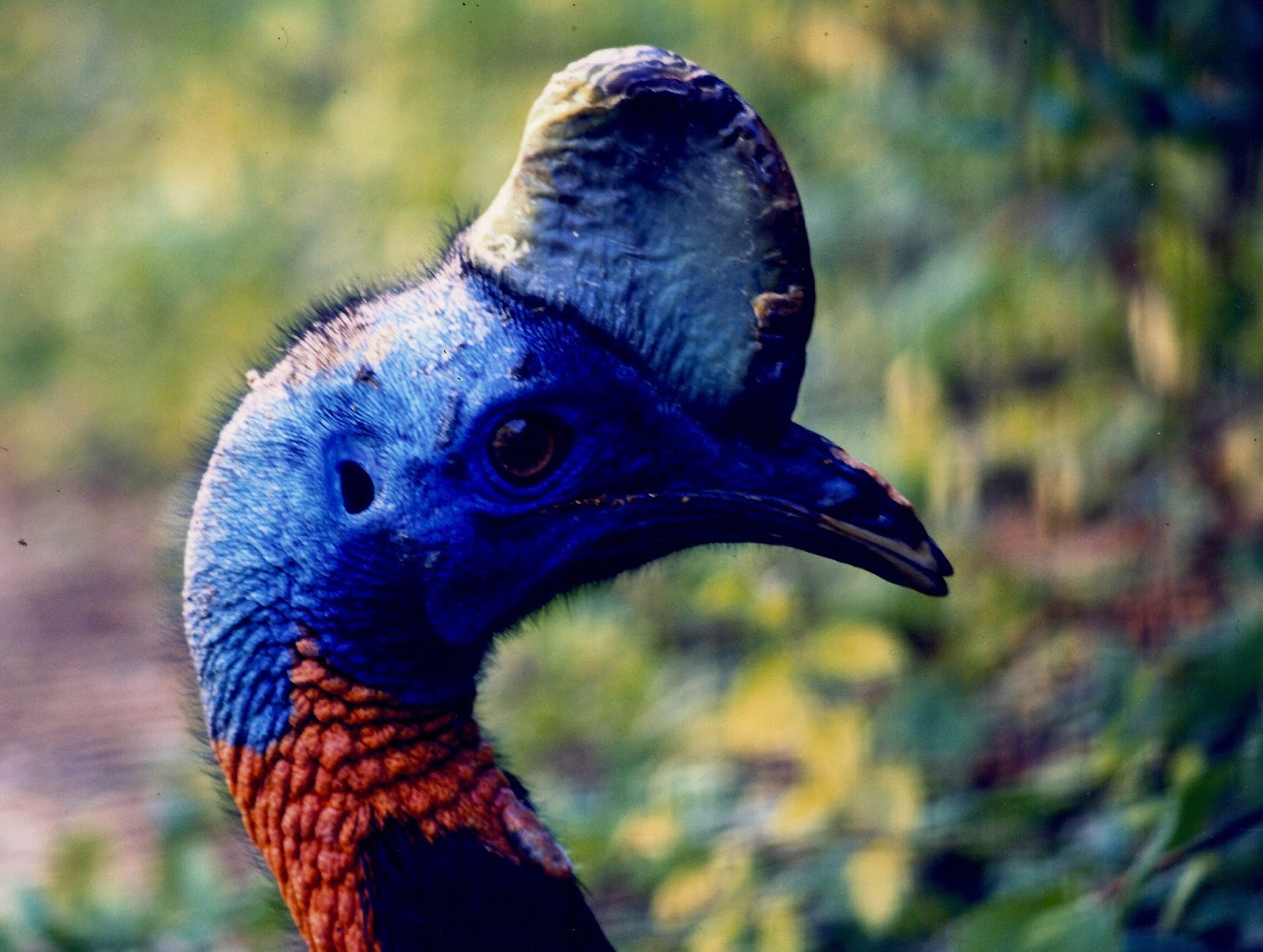 afonama: Pico de Casuario