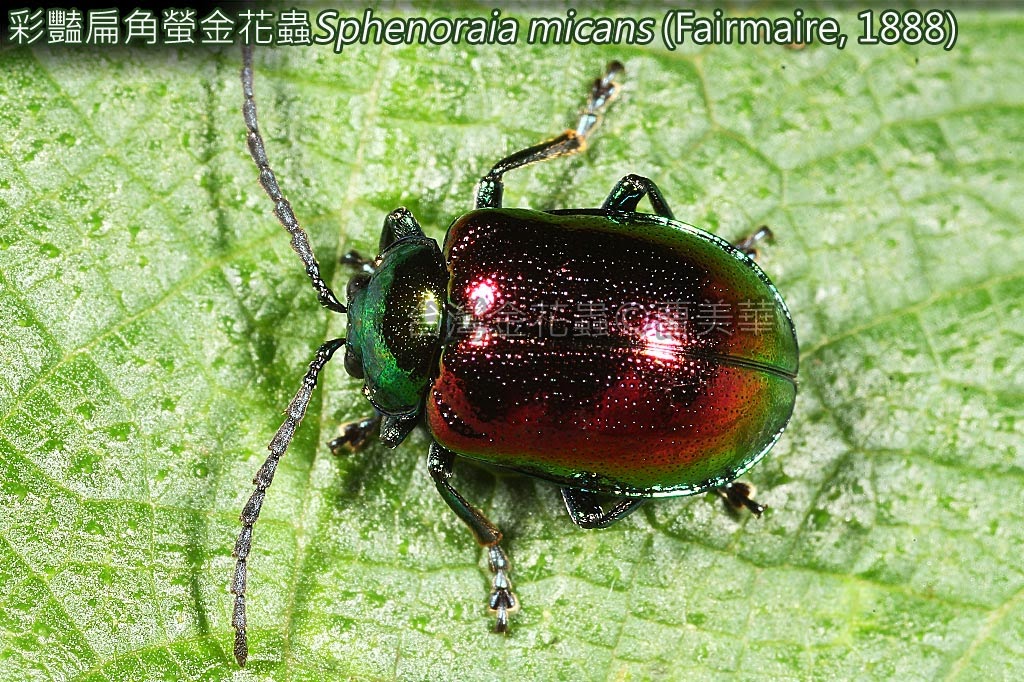台灣的金花蟲 Taiwan Leaf Beetles: 09-023 彩豔扁角螢金花蟲