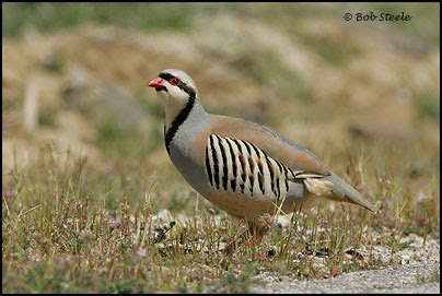 Variety of Life: Alectoris