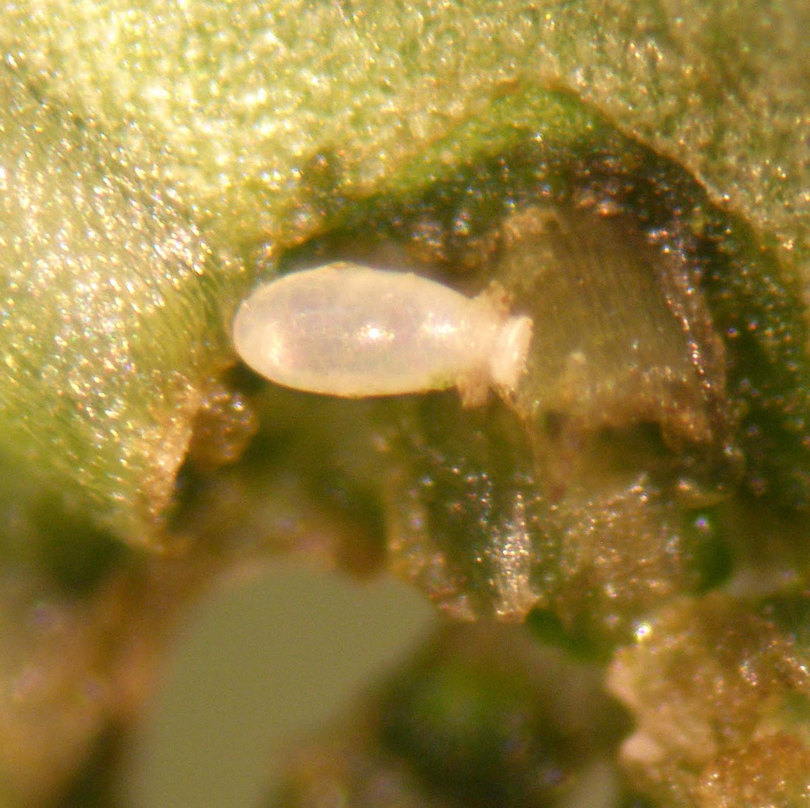 Entopcastillo: Huevo de Orius insidiosus (Say, 1832)