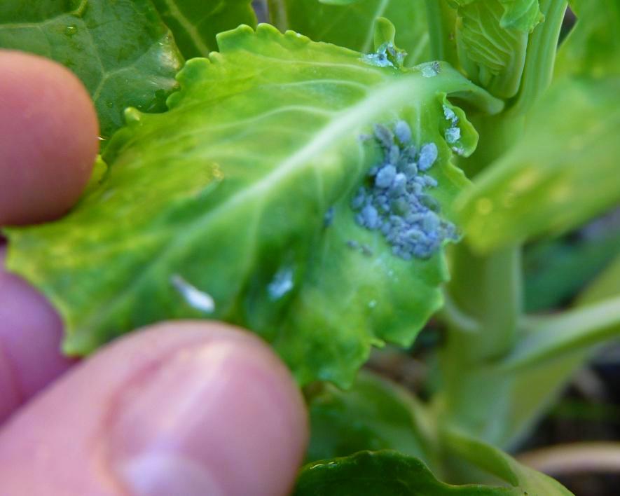 Country Girlie: Aphids eating my Brussel Sprouts? I don't think so!