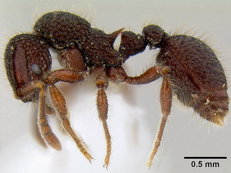 Ellynda Permasita: Eksotisme Flora & Fauna di Taman Rahasia Misterius ...