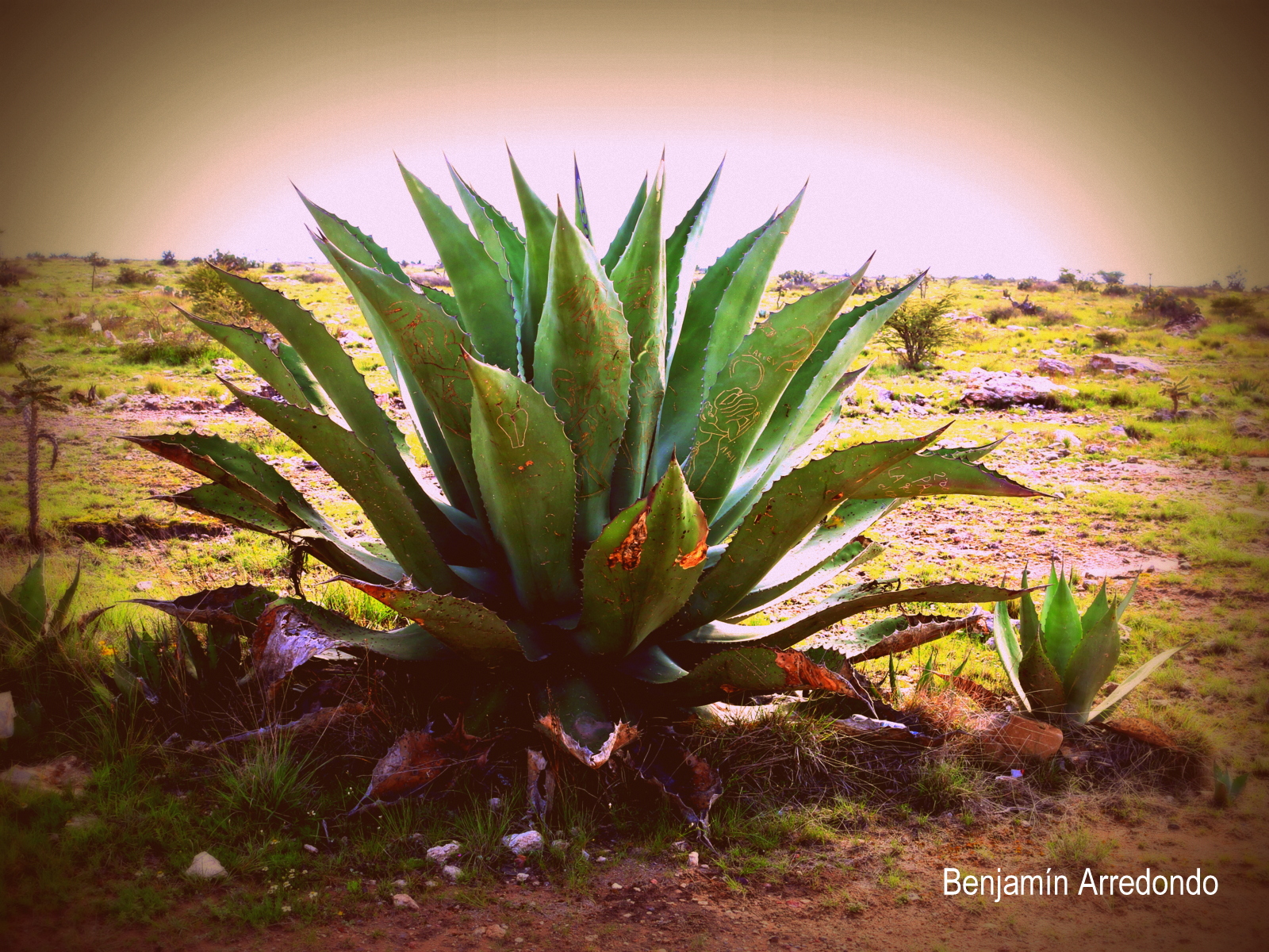 El Bable: Algo sobre el maguey y sus variedades