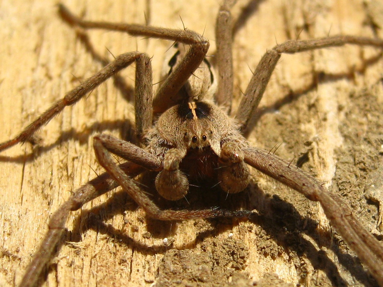 BugBlog: New resident male nursery web spider