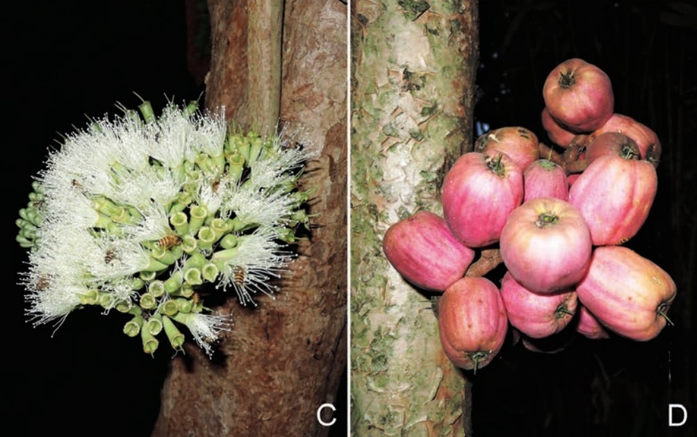 Species New to Science: [Botany • 2017] Syzygium jiewhoei • A New ...